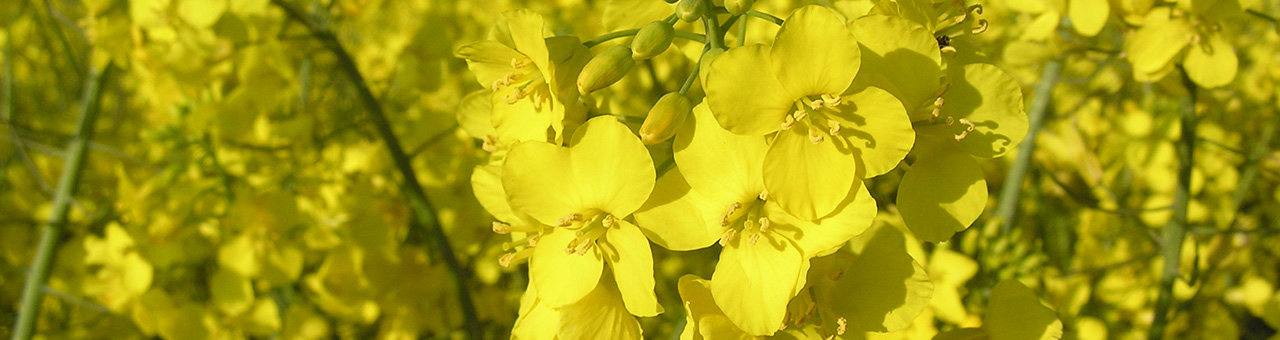 FMC Agricultural Solutions Norge - Centium ® 36 CS